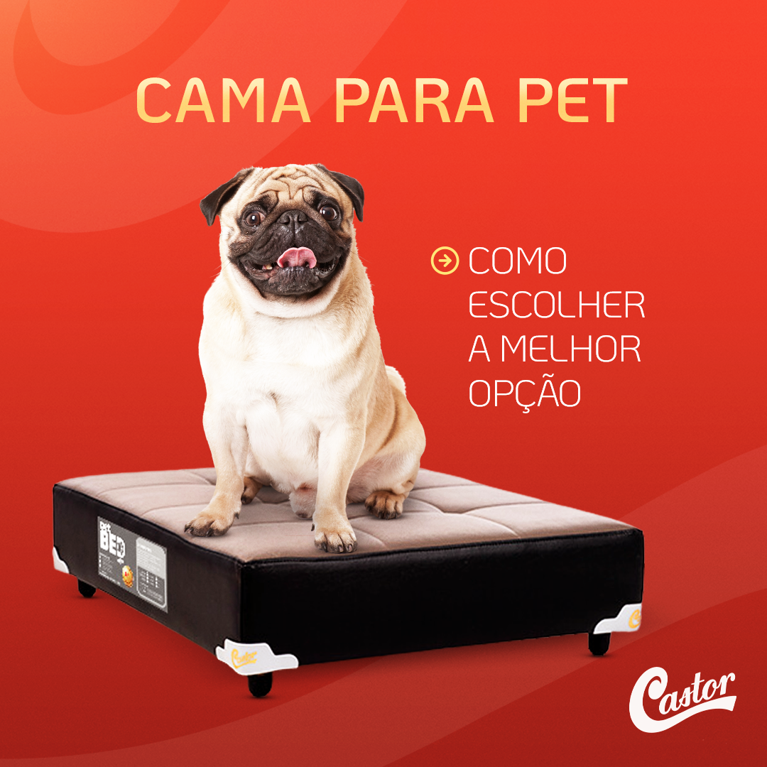 Como escolher a cama ideal para o seu animal de estimação - Colchões Castor